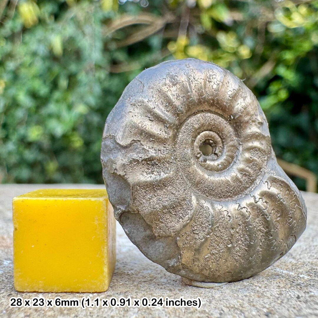 Tropidoceras Golden Pyrite Ammonite Fossil, Lower Jurassic, Lyme Regis ...