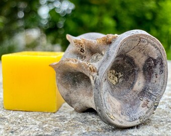 Fossil Bony Fish Vertebrae Eocene London Clay, Bawdsey, Suffolk ...