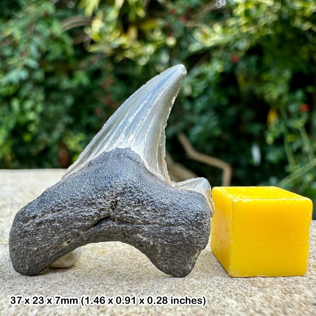 Otodus Shark Tooth Fossil Eocene Era, Sheppey, Kent Genuine Specimen ...