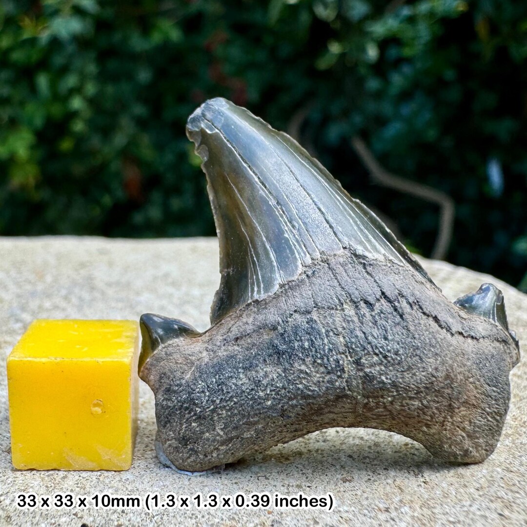 Otodus Shark Tooth Fossil Eocene Era, Sheppey, Kent Genuine Specimen ...