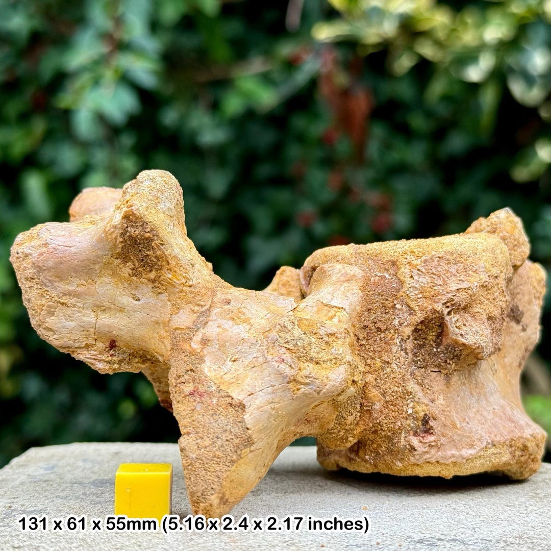 Authentic Spinosaurus Dinosaur Vertebra Fossil Bone - Kem Kem Beds ...