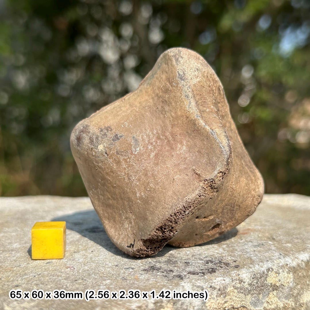 Mammal Foot Ice Age Bone Fossil, Uk, Pleistocene - Etsy