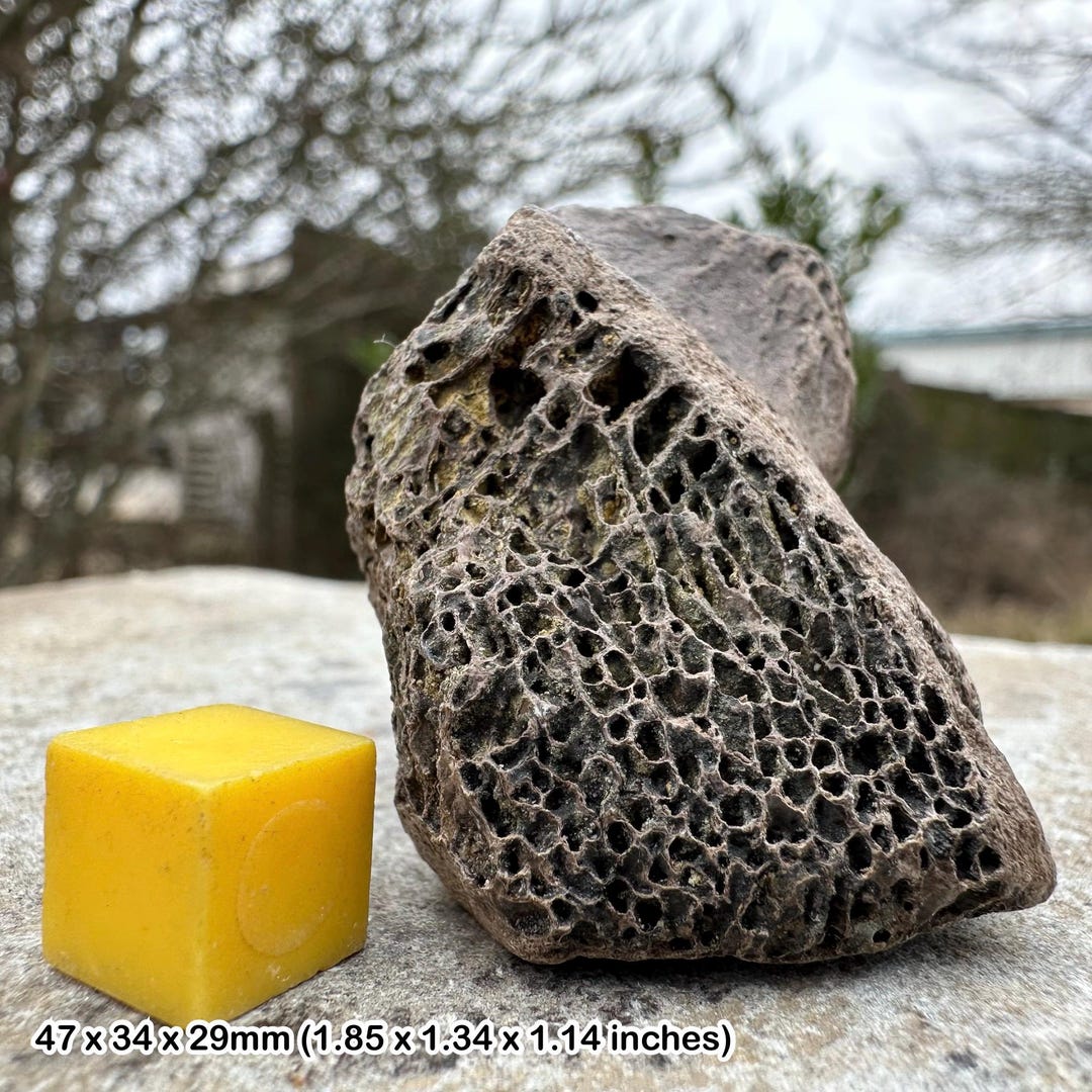 Bison Foot Bone Fossil, Ice Age, Stone Age, Uk, Pleistocene, Genuine - Etsy