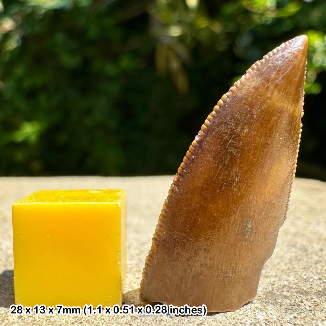 Majungasaurus Dinosaur Tooth Fossil – Cretaceous Predator – Maevarano ...