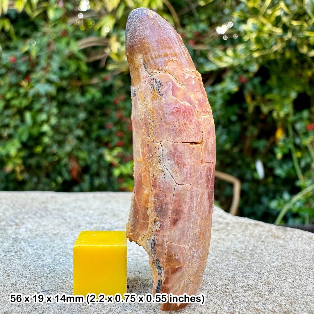 Elosuchus Cherifiensis super Croc Tooth Fossil Cretaceous, Morocco ...