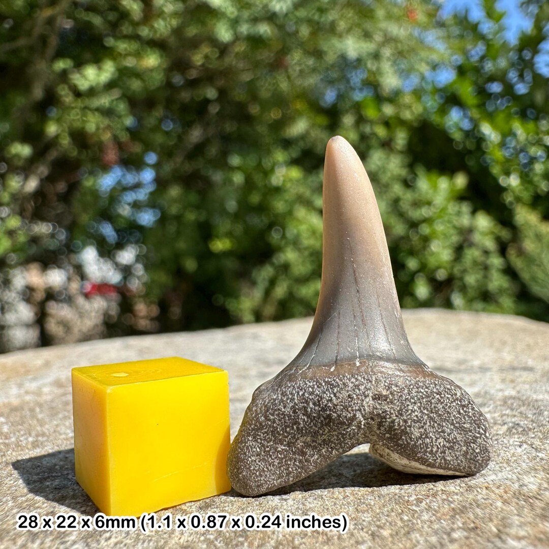Isurus Hastalis Mako Shark Tooth Fossil - Miocene Era | South Carolina ...