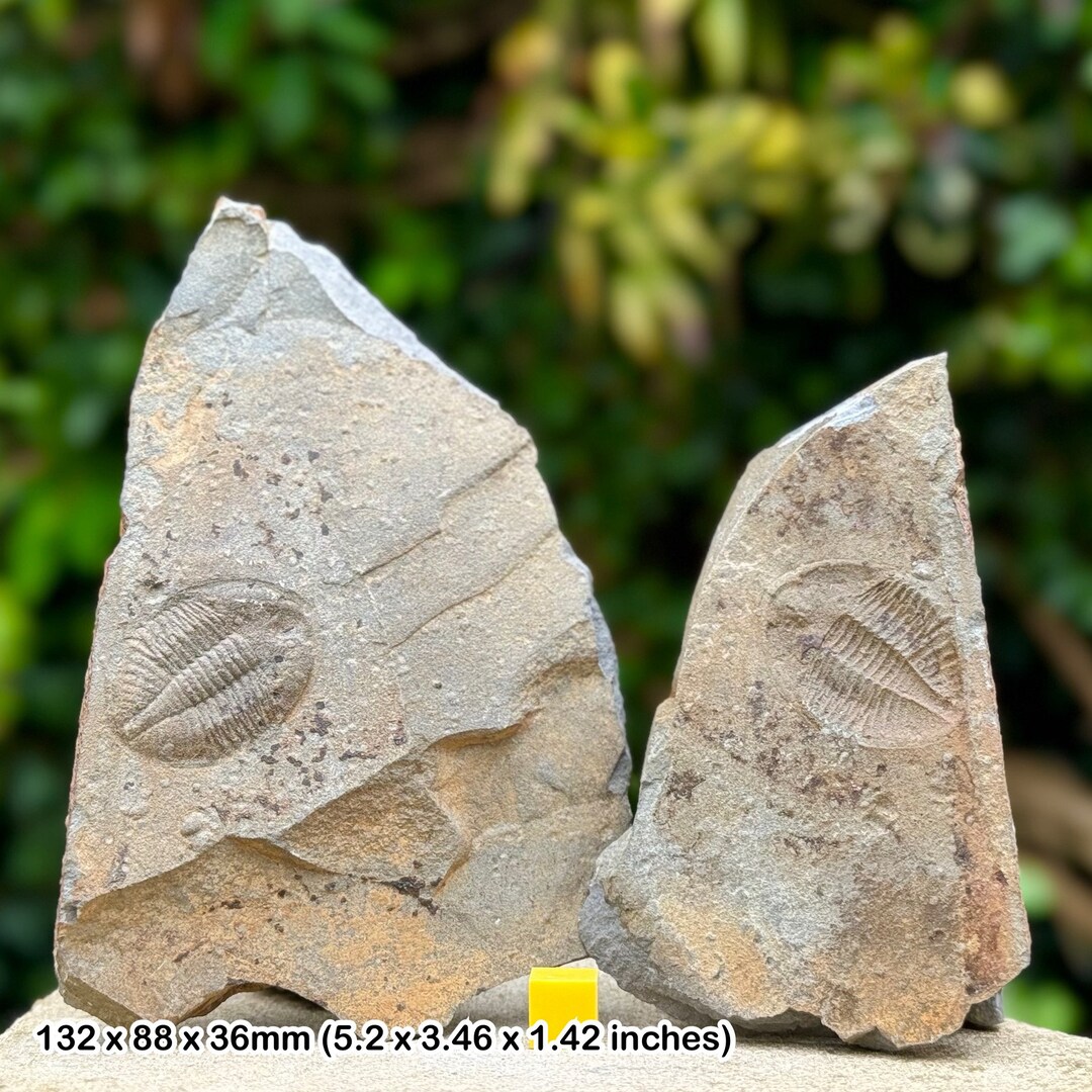 Authentic British Trilobite ogyginus Positive & Negative Fossil ...