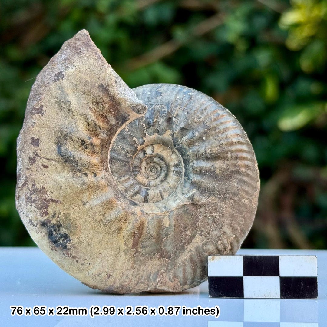 Proplanulites Fossil Ammonite, Jurassic Kellaways Formation, Wiltshire ...