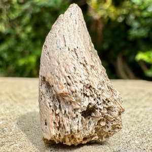 Authentic Majungasaurus Dinosaur Claw Fossil Cretaceous Maevarano ...