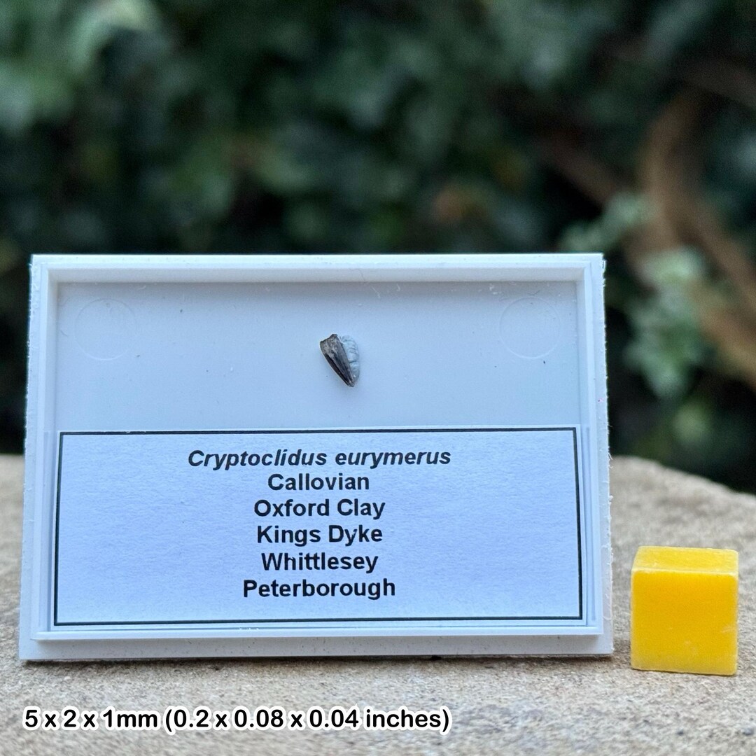 Rare Plesiosaur Tooth Fossil (cryptoclidus Eurymerus), Jurassic Era ...