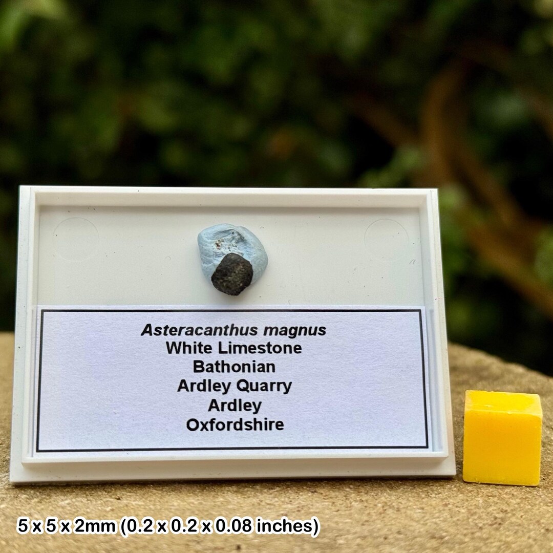 Rare Astracanthus Magnus Hybodont Shark Tooth Fossil, Jurassic Era ...