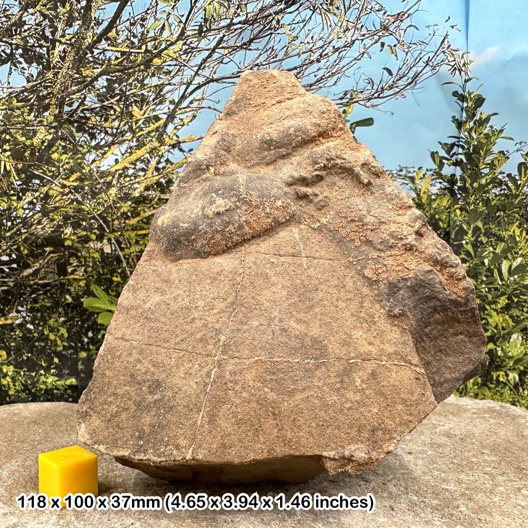 Trilobite Resting/feeding Activity Trace Fossil [rusophycus/cruziana ...