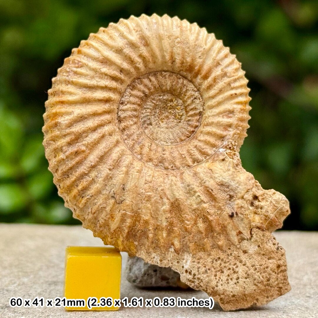 Rare Garantiana Densicostata Fossil Ammonite – Upper Bajocian, Jurassic ...