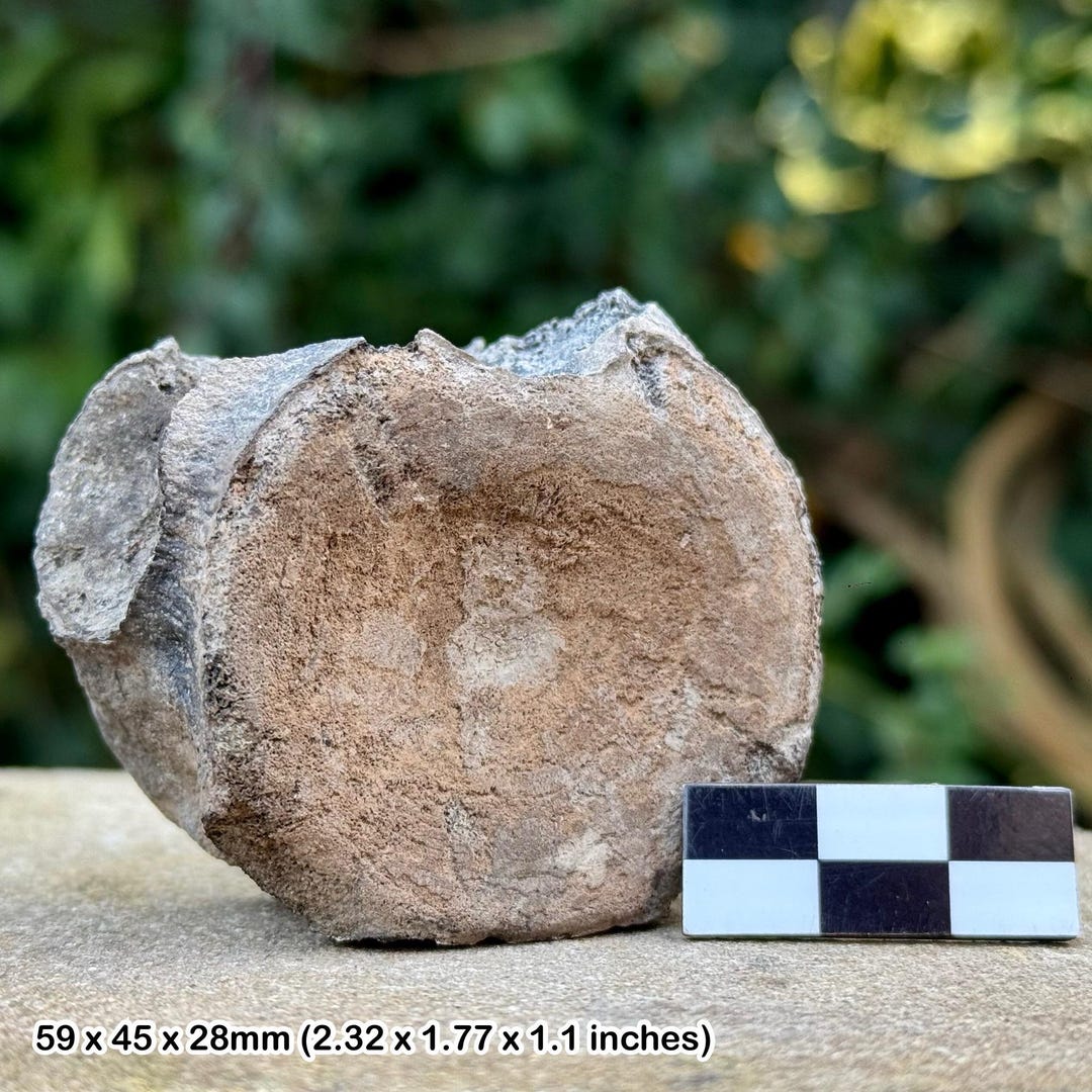 Rare Plesiosaur Vertebra Bone Fossil – Kimmeridge Clay, Jurassic – Wyke ...