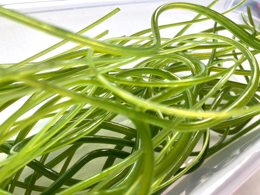 150g Mixed Green Vitrigraph Glass Stringers, Bullseye Glass 90coe, for ...