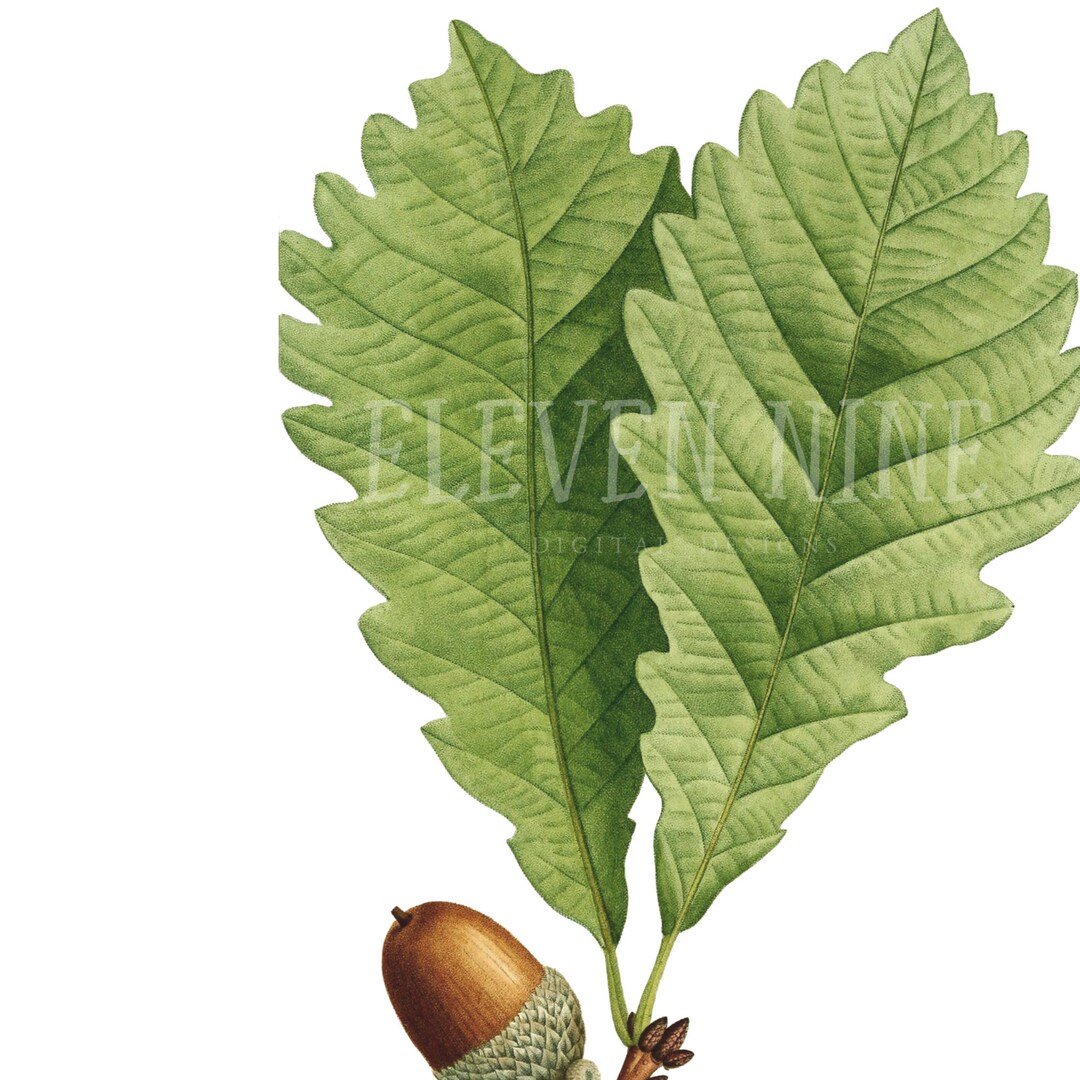 Green Leaves Clipart, Leaves Digital Download, Chestnut White Oak Tree ...