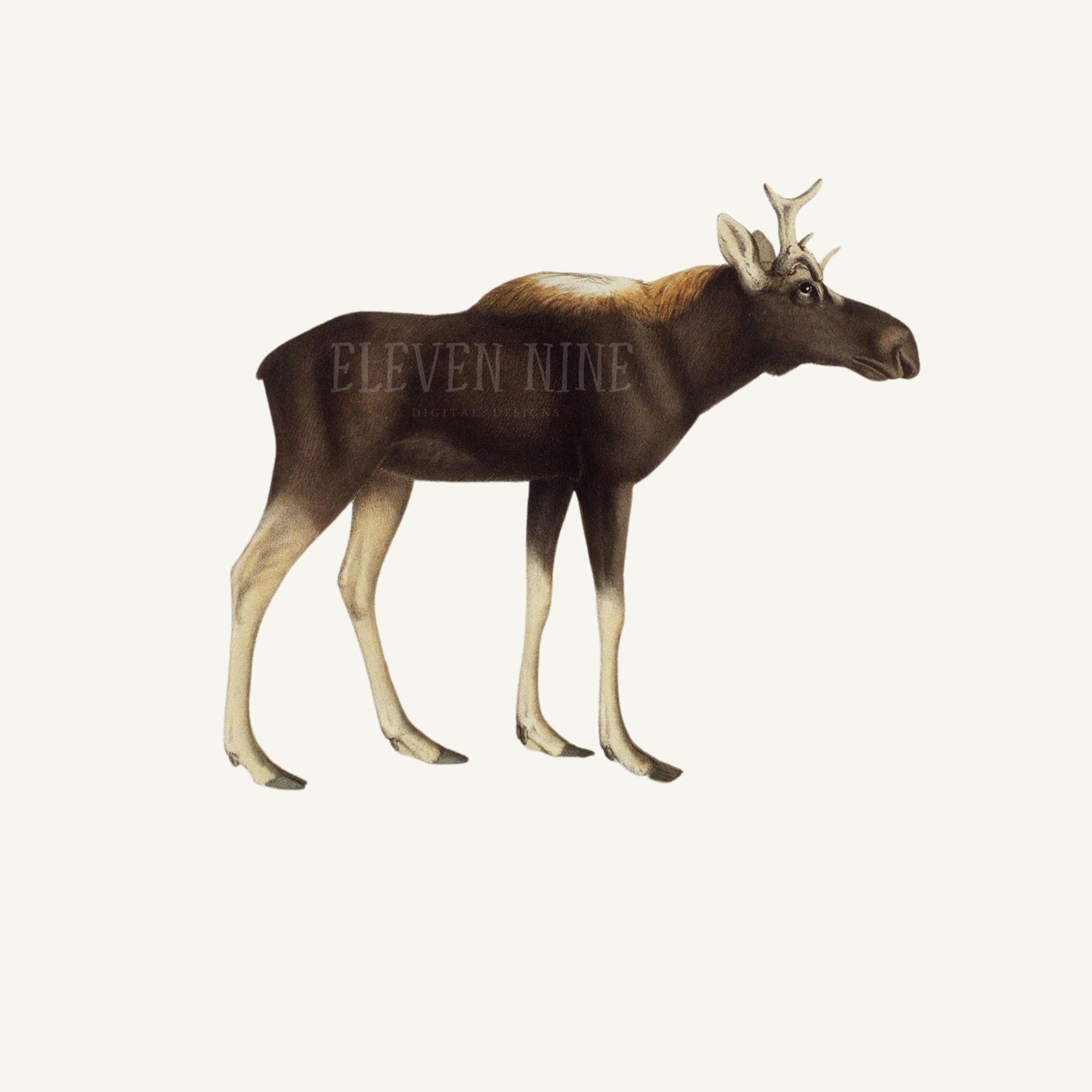 Moose Clipart Moose Digital Download Moose art Print Moose | Etsy