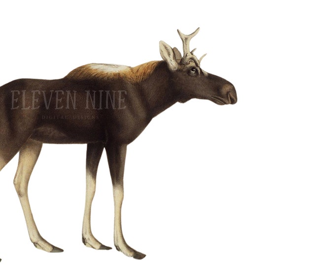 50 PNG Moose Clipart Bundle | Moose Drawing Graphics | Digital Download ...