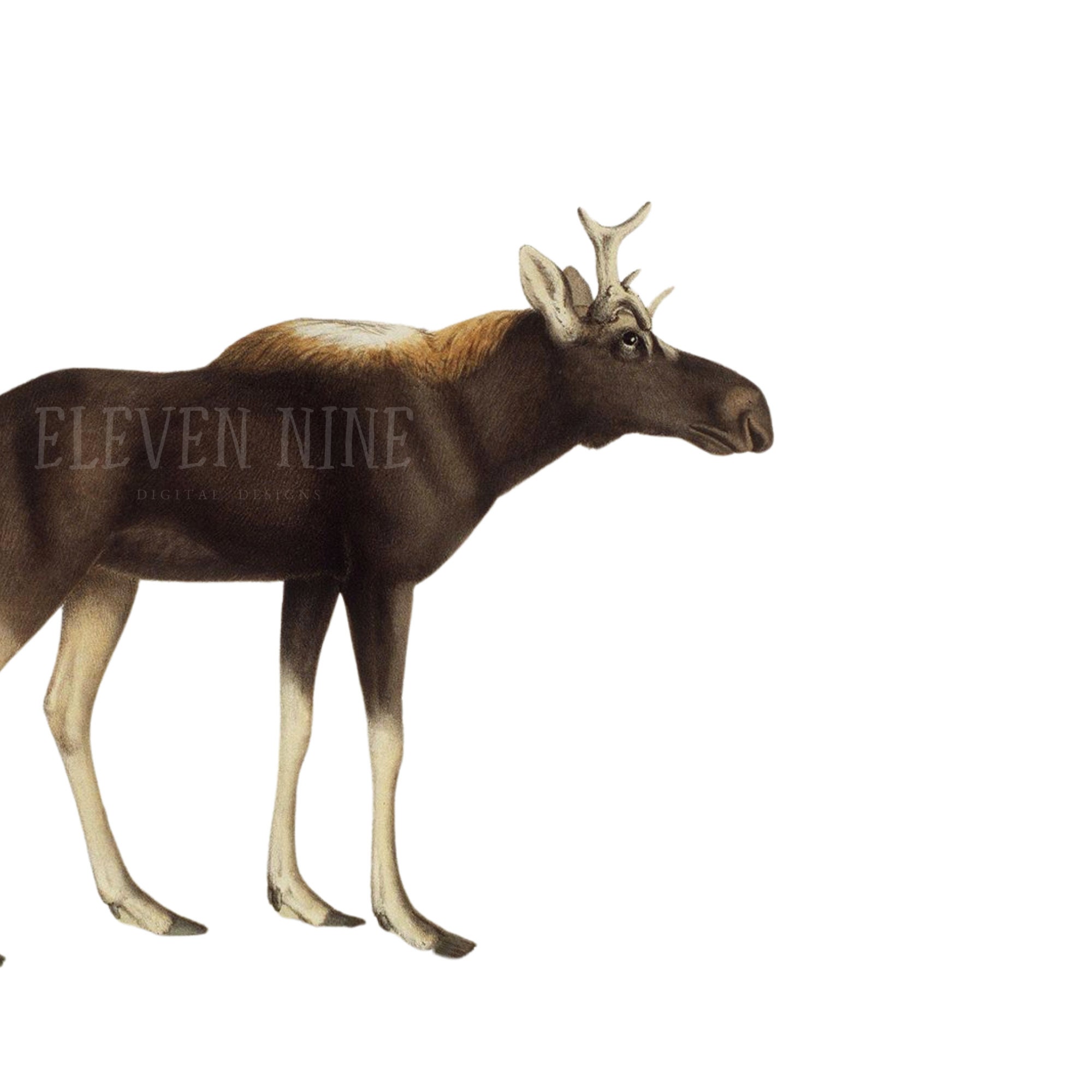 Moose Clipart Moose Digital Download Moose art Print Moose | Etsy