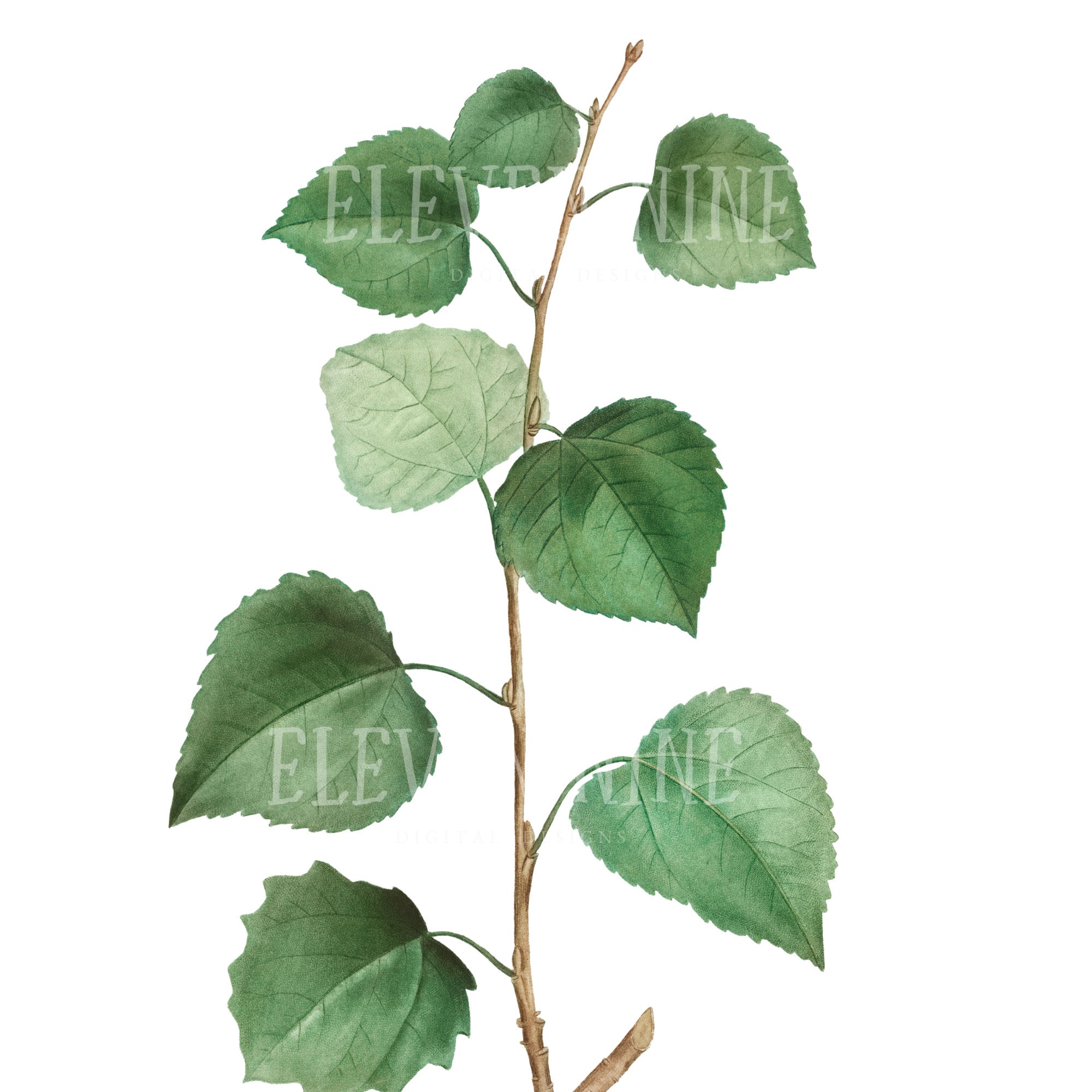Aspen Leaves Clipart Leaf