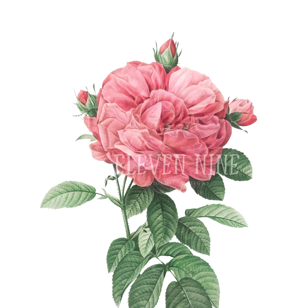 Pink Rose Clip Art, Rose Digital Download, Digital Roses, Pink Floral ...