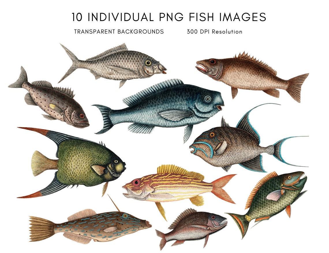 Fish Clipart, Fishing Clipart, Nautical Clipart, Fish Digital Download ...