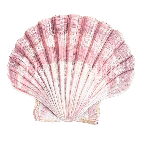 Pink Shell Clipart