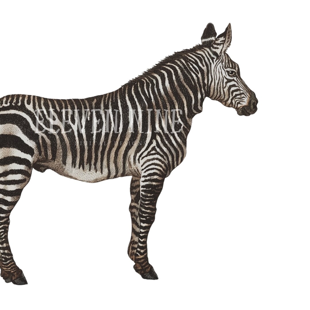 Zebra Clip Art, Zebra Digital Download, Safari Animals, Vintage Animal ...