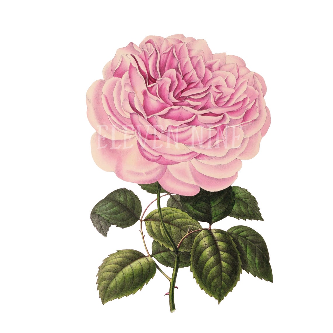 Pink Rose Clip Art, Rose Digital Download, Digital Rose, Pink Floral ...