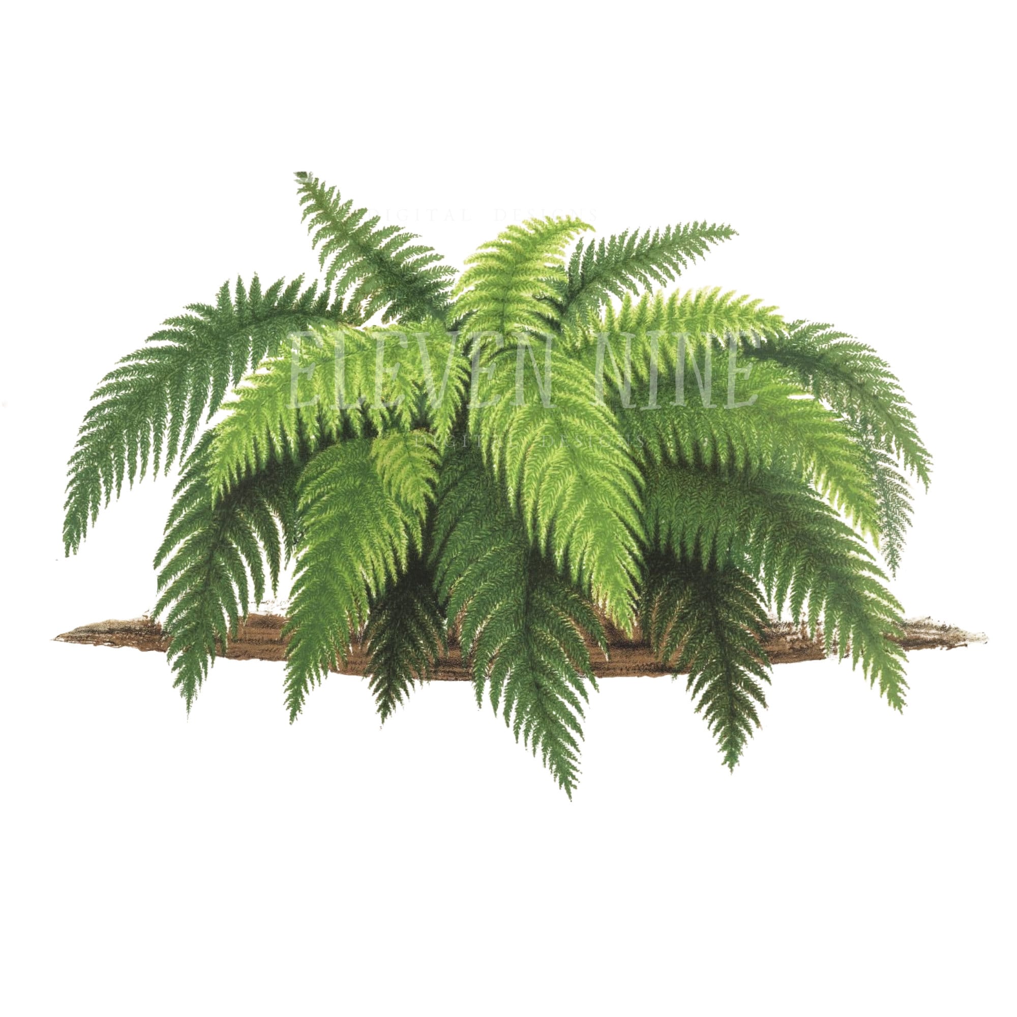 Fern Houseplant Clipart