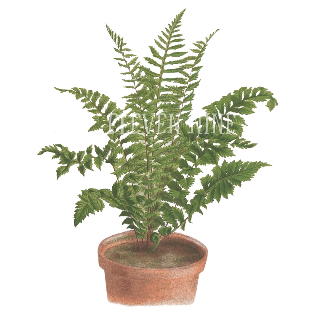 Fern Clipart, Fern Plant, Fern Digital Download, Fern PNG JPG, Fern ...