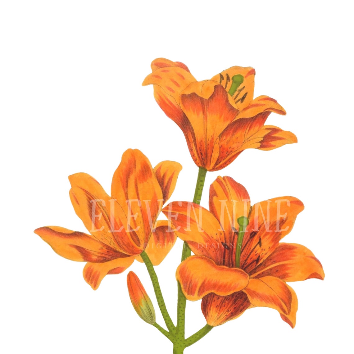 Lily Clip Art Canada Lily Flower Digital Download Orange - Etsy