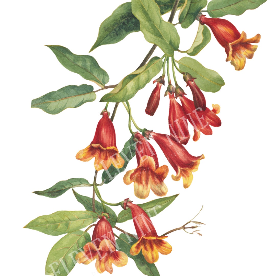 Red Crossvine Flower Clipart: Vintage Botanical Illustration (digital ...