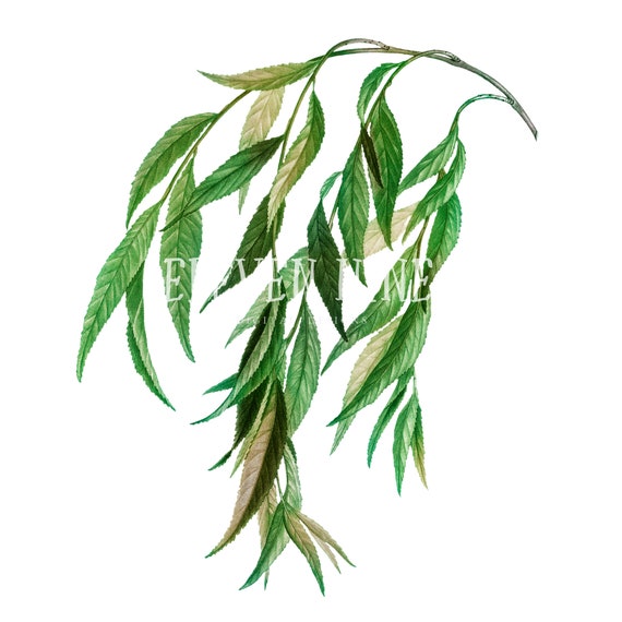 Weeping Willow Leaf Drawing