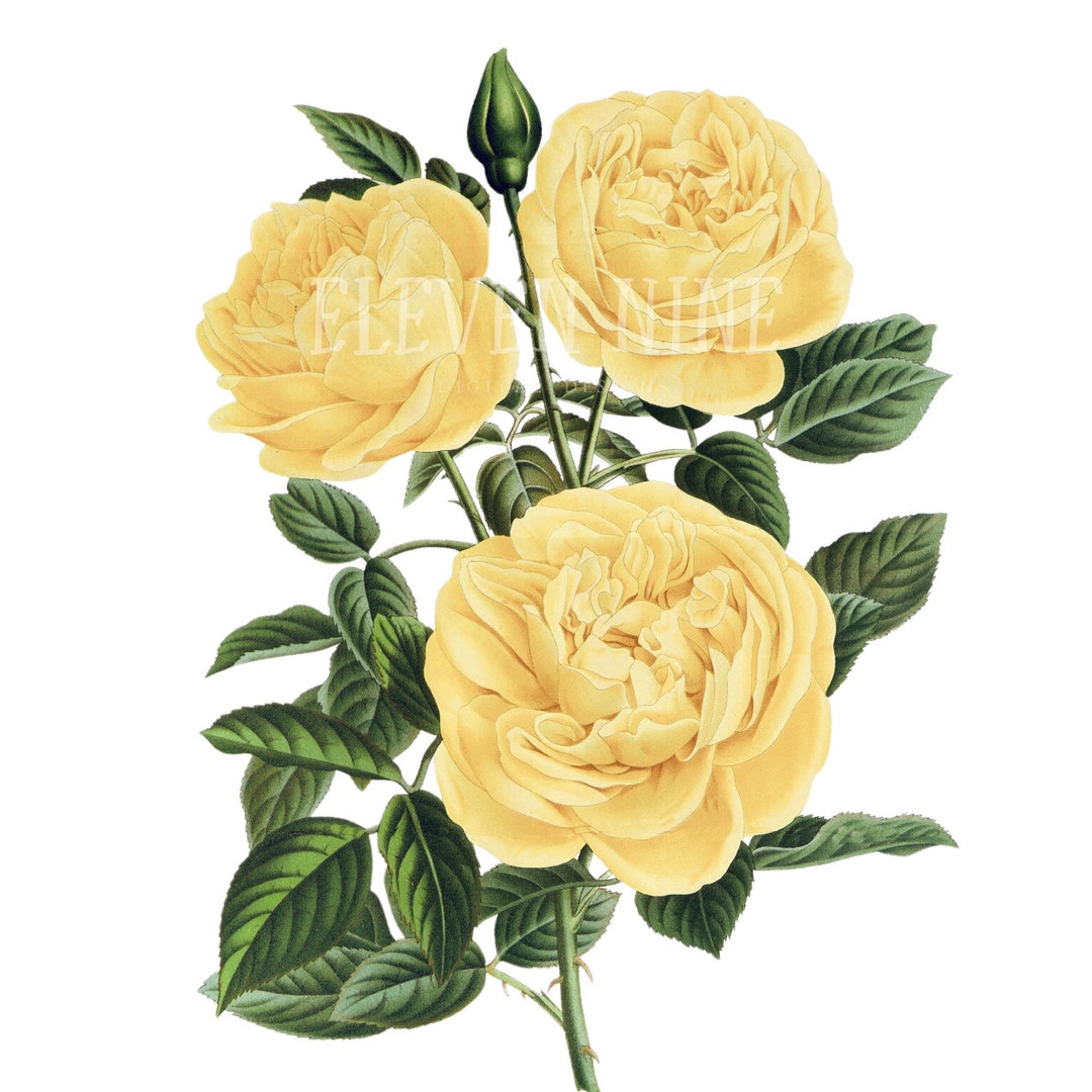 Yellow Rose Clipart, Yellow Rose Digital Download, Yellow Floral ...