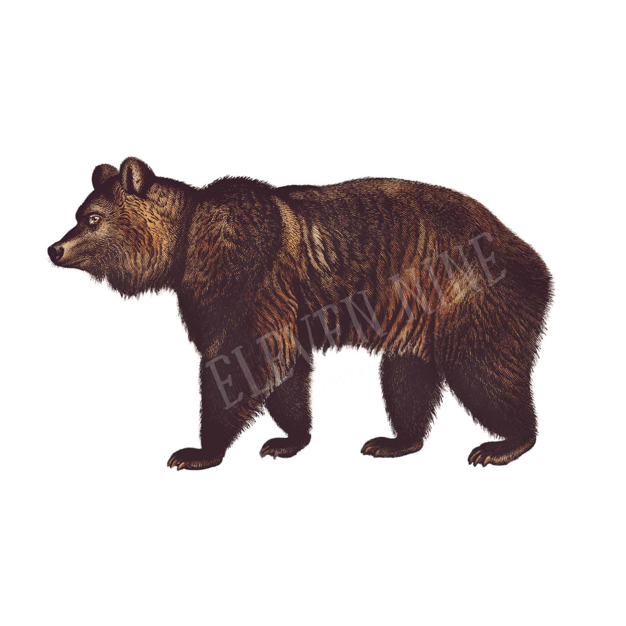 Brown Bear Clipart, Brown Bear Digital Download, Brown Bear ...