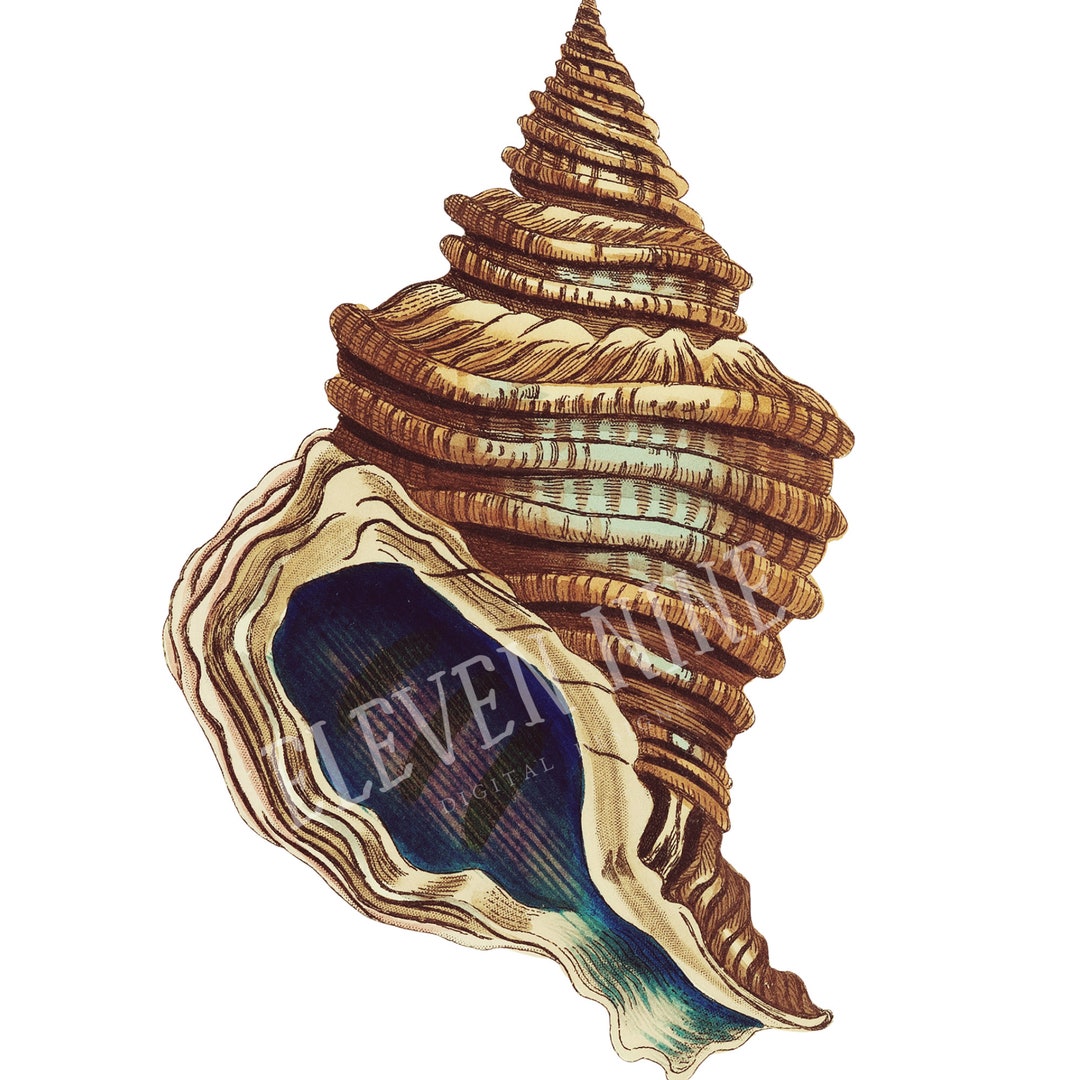 Seashell Clipart, Seashell Digital Download, Sea Life Clipart, Seashell ...