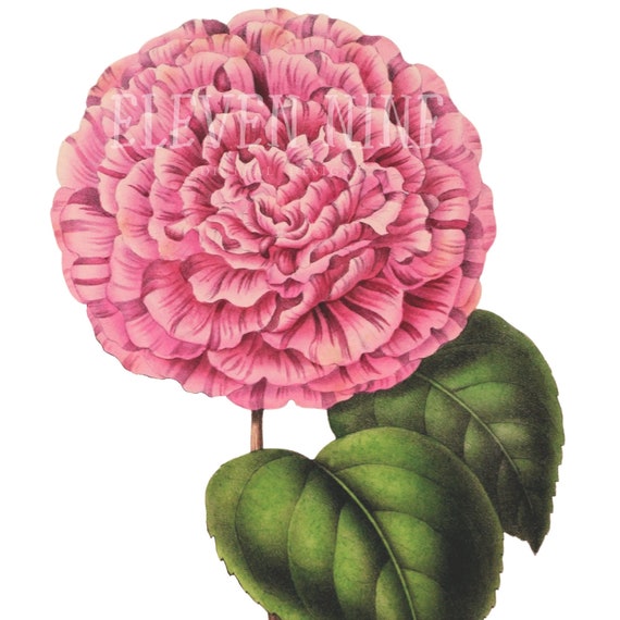 Camellia Clip Art
