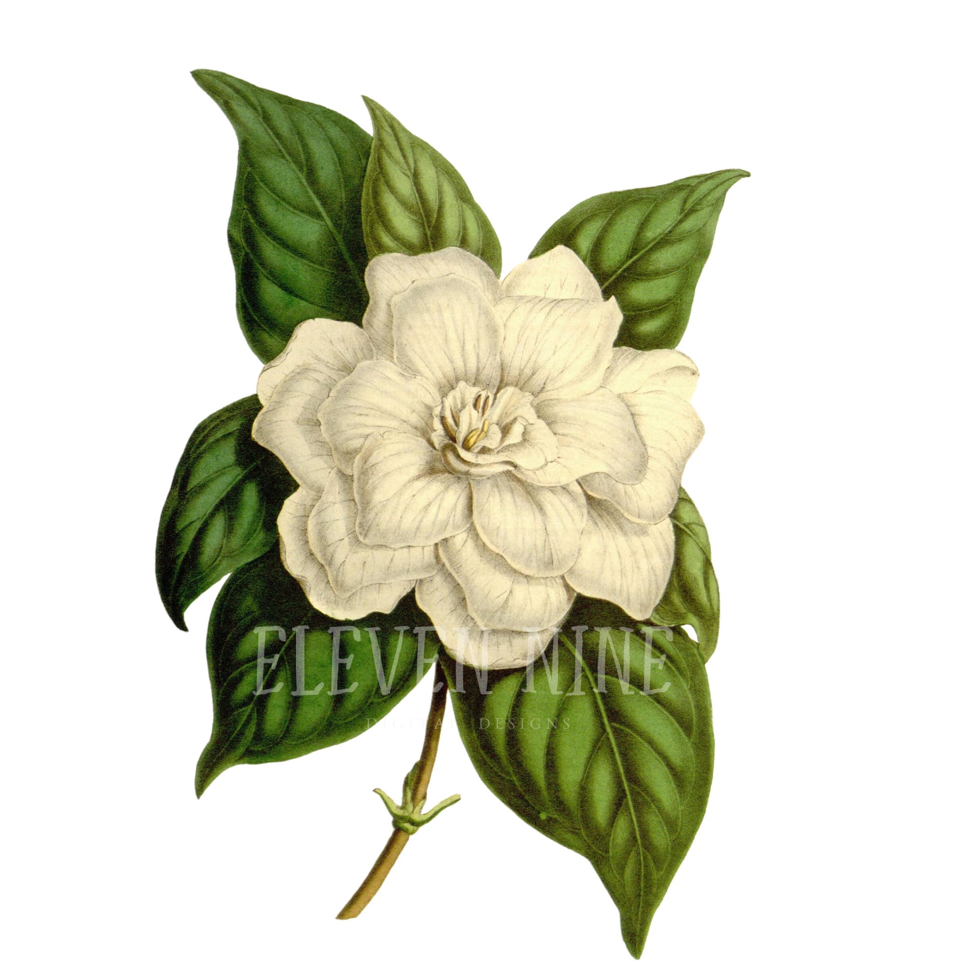 Gardenia Clip Art