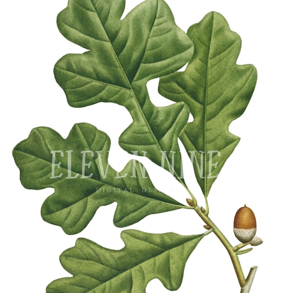 Green Leaves Clipart Leaves Digital Download Oak Tree | Etsy