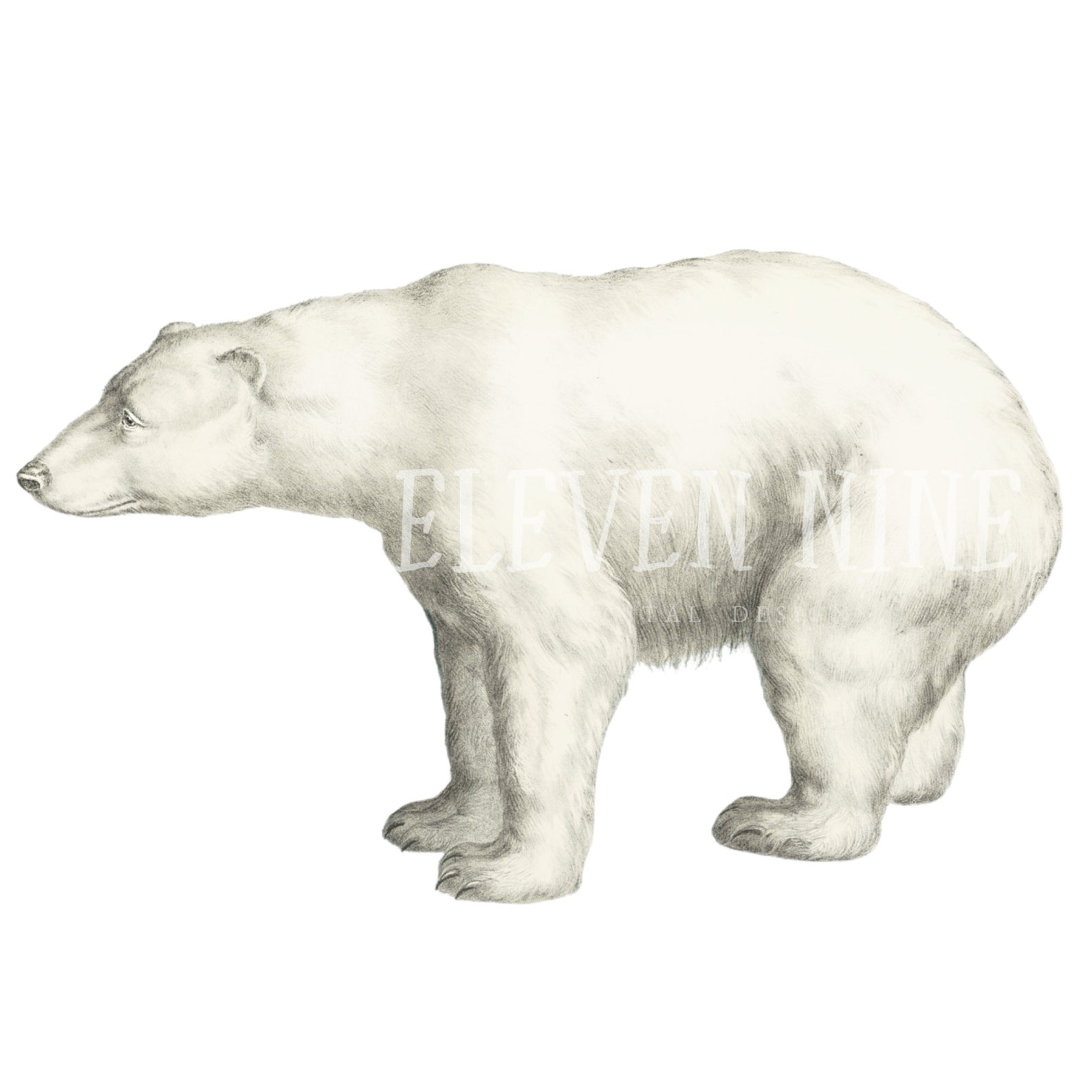 Polar Bear Clipart Arctic Animals Clipart Bear Digital - Etsy