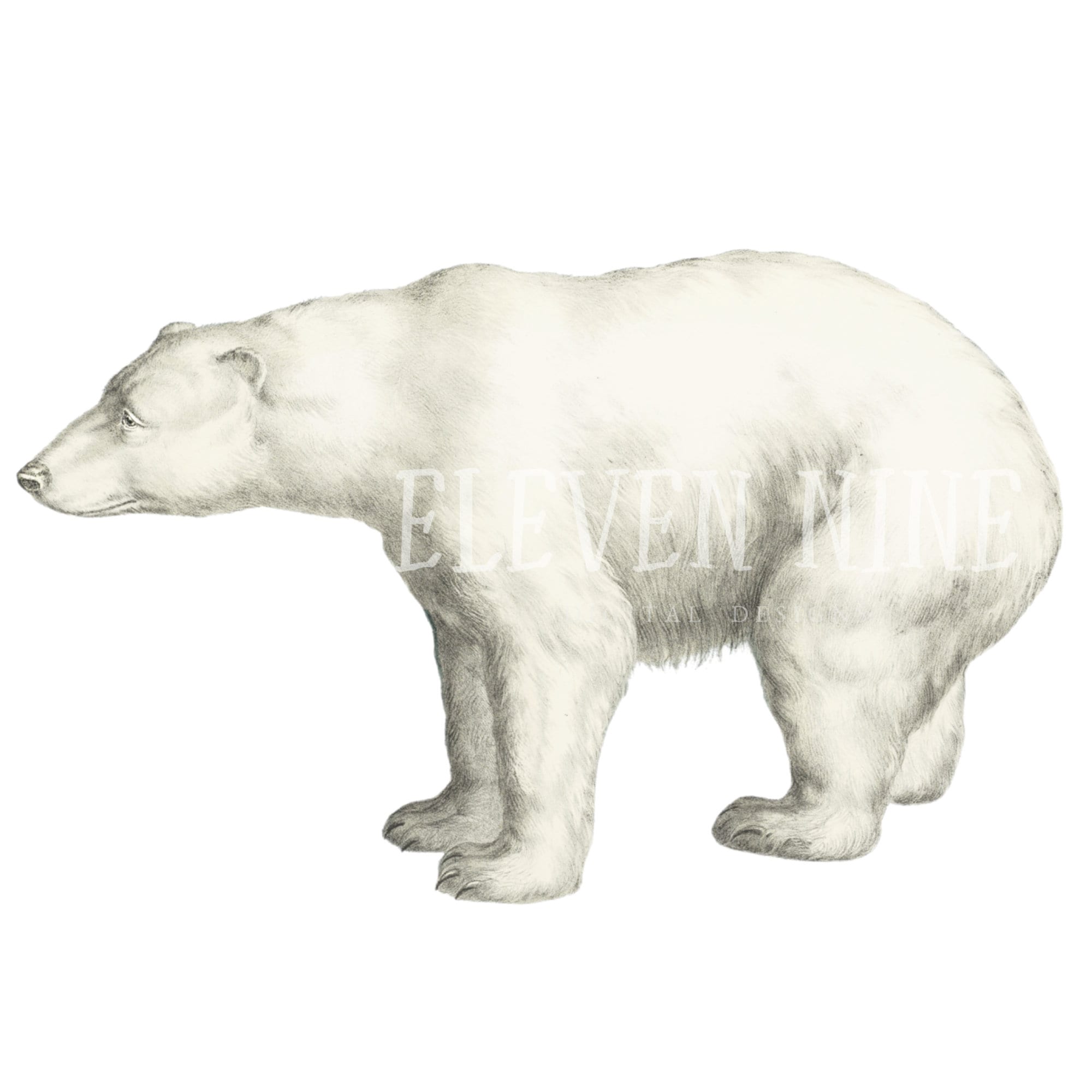 Polar Bear Clipart