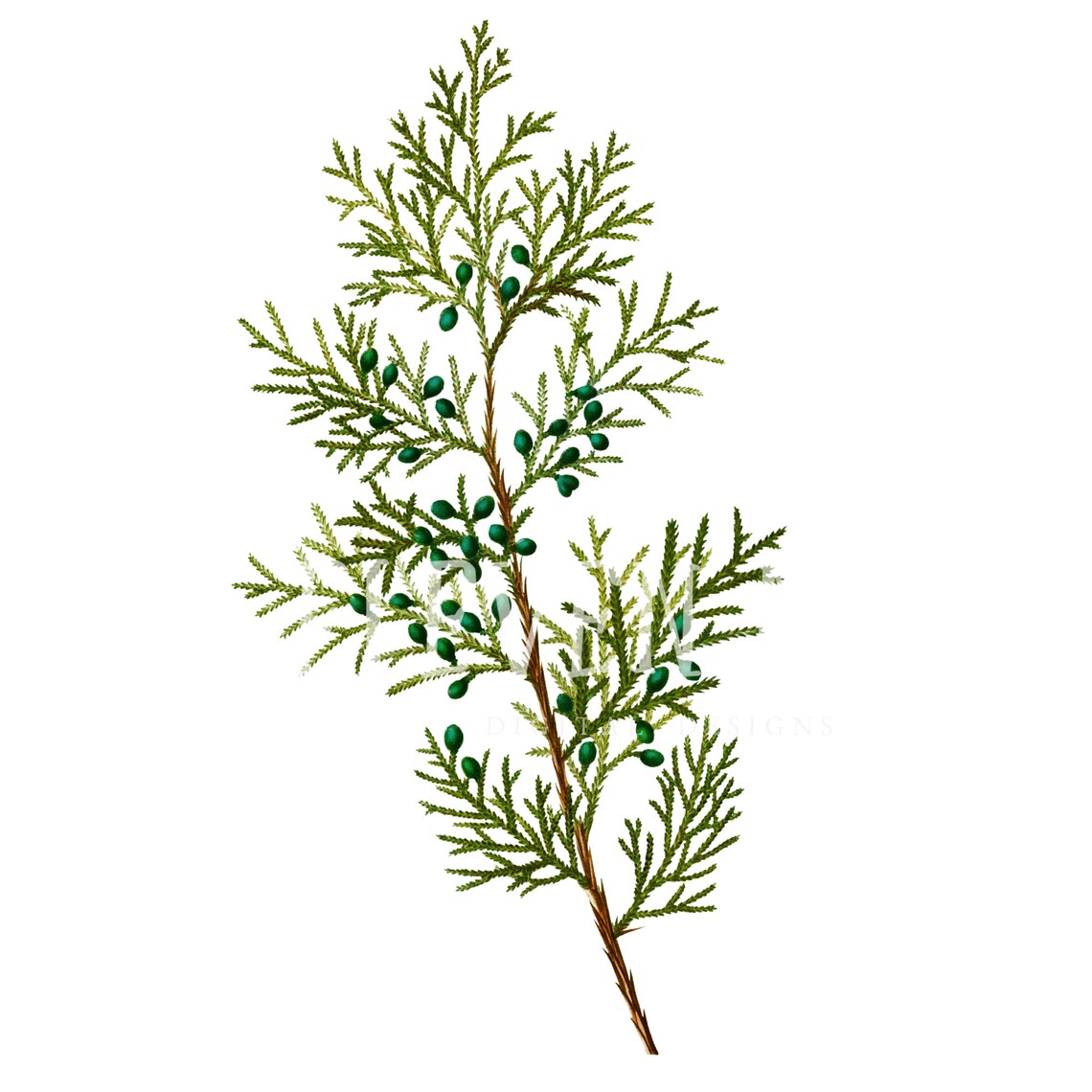 Greenery Clipart rote Zeder Zweig Wacholder Clipart - Etsy.de