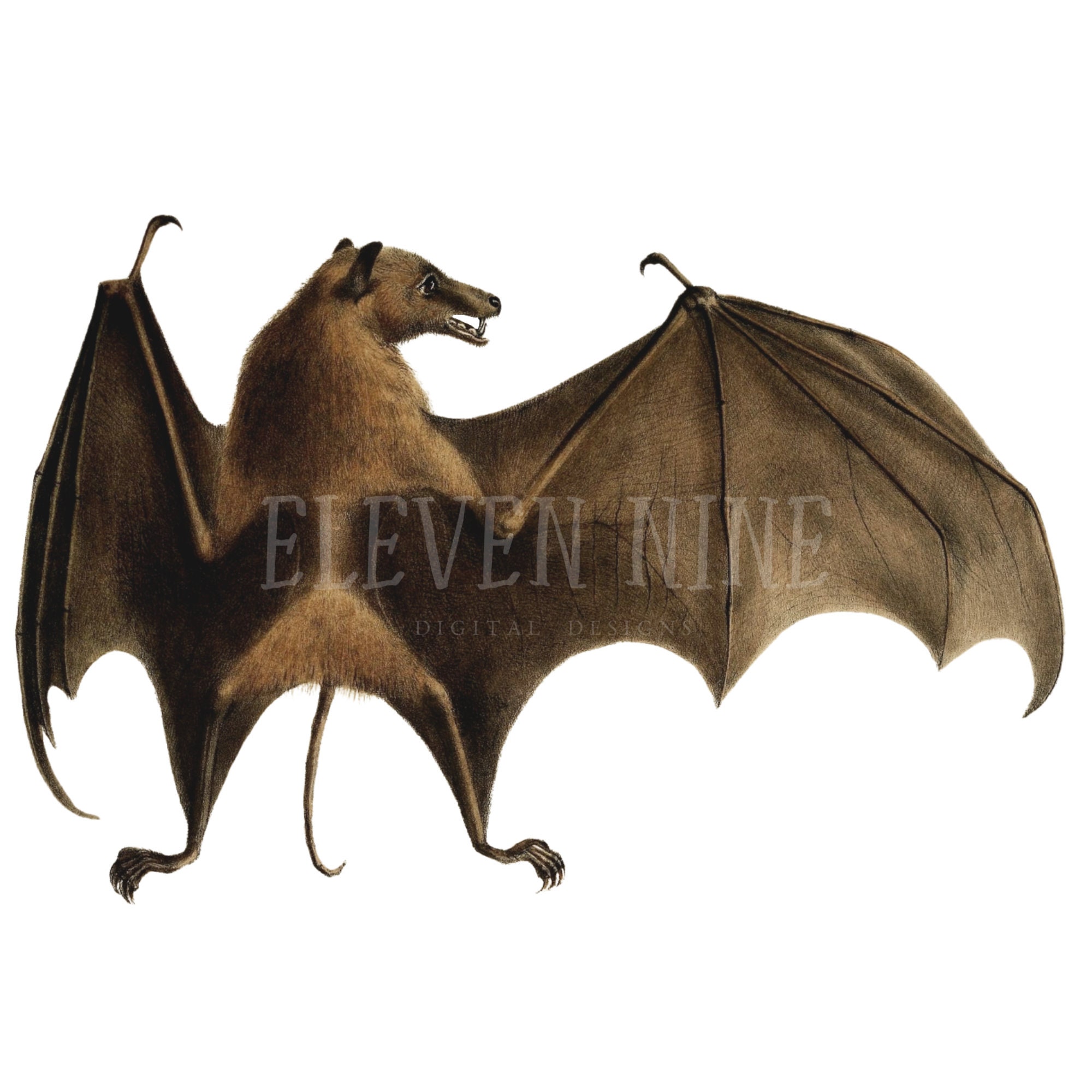 Liste De Gilles Bat Tail Clipart