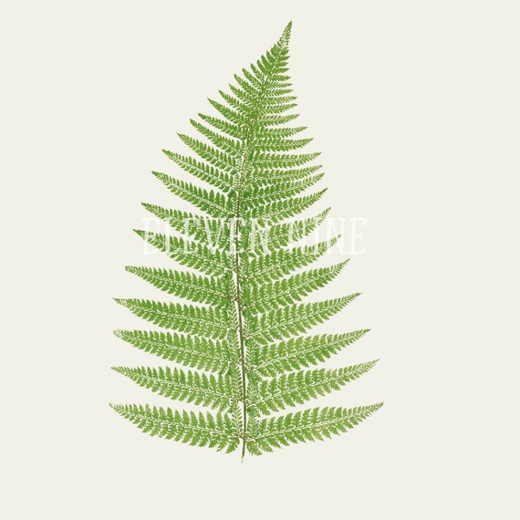 Fern Plant Drawing