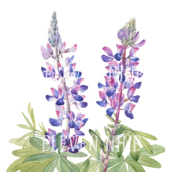 Lappen Clipart Flowers