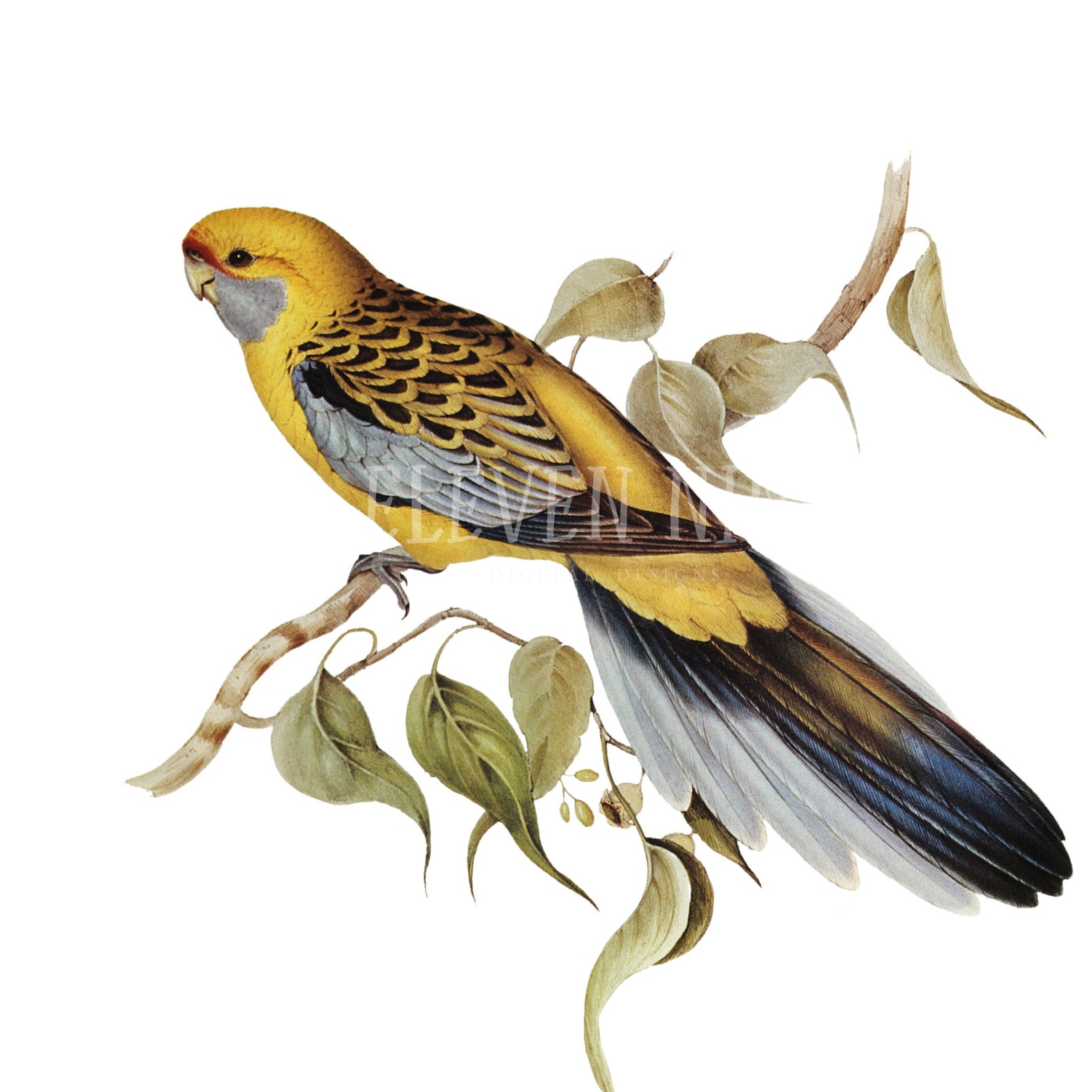 Yellow Bird Clipart Yellow Parakeet Parakeet Digital - Etsy