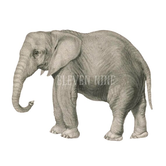 Vintage Elephant Clip Art 13,800+ Elephant Clipart Stock