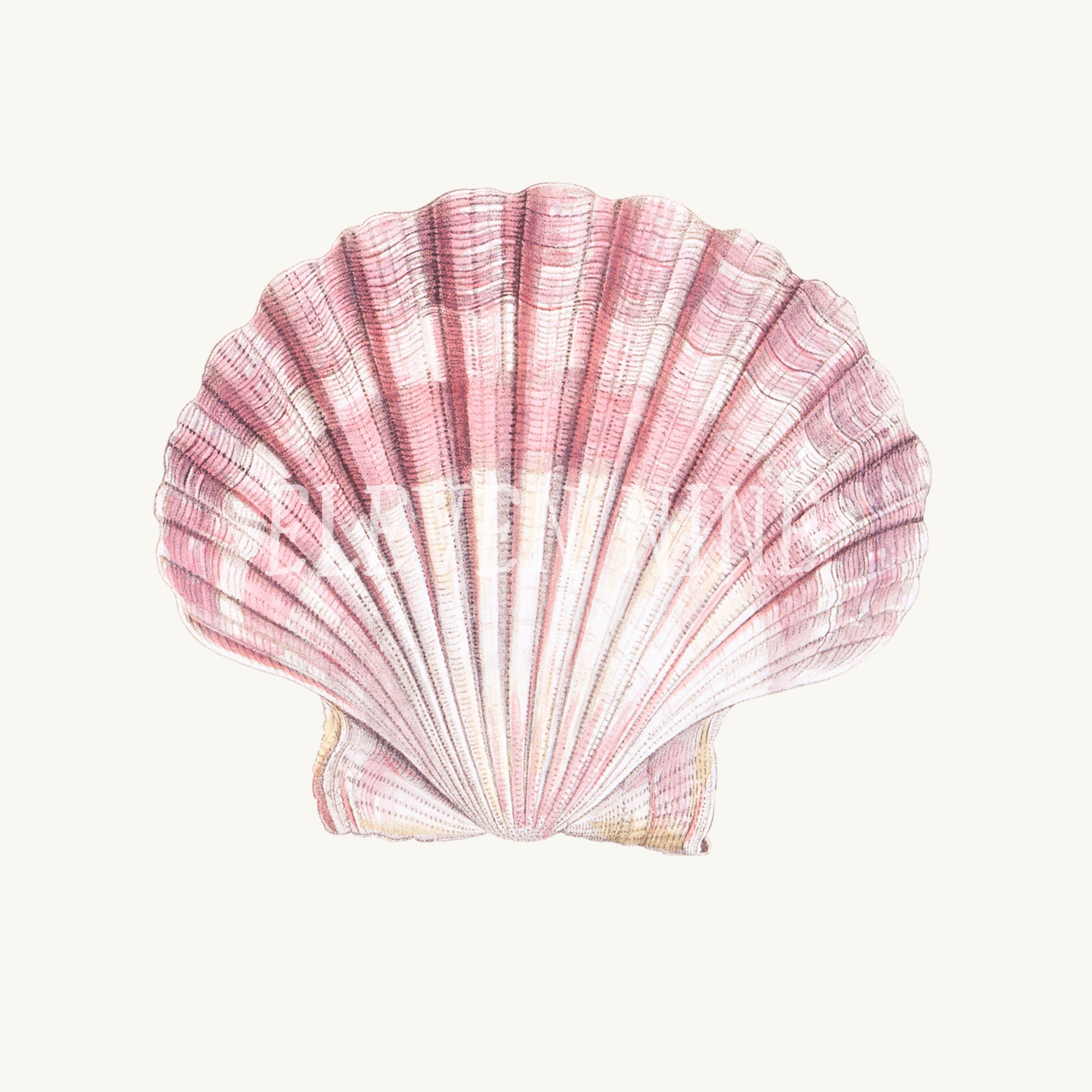 Scallop Shell Clipart
