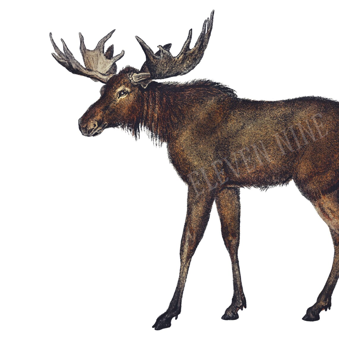 Moose Clipart Moose Digital Download Moose Art Print Moose - Etsy